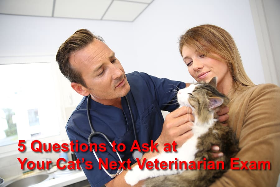 5 Questions to Ask at Your Cat’s Next Veterinarian Exam