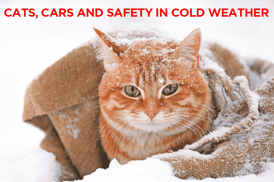 Cats, Cars and Safety in Cold Weather - Local Value Veterinary